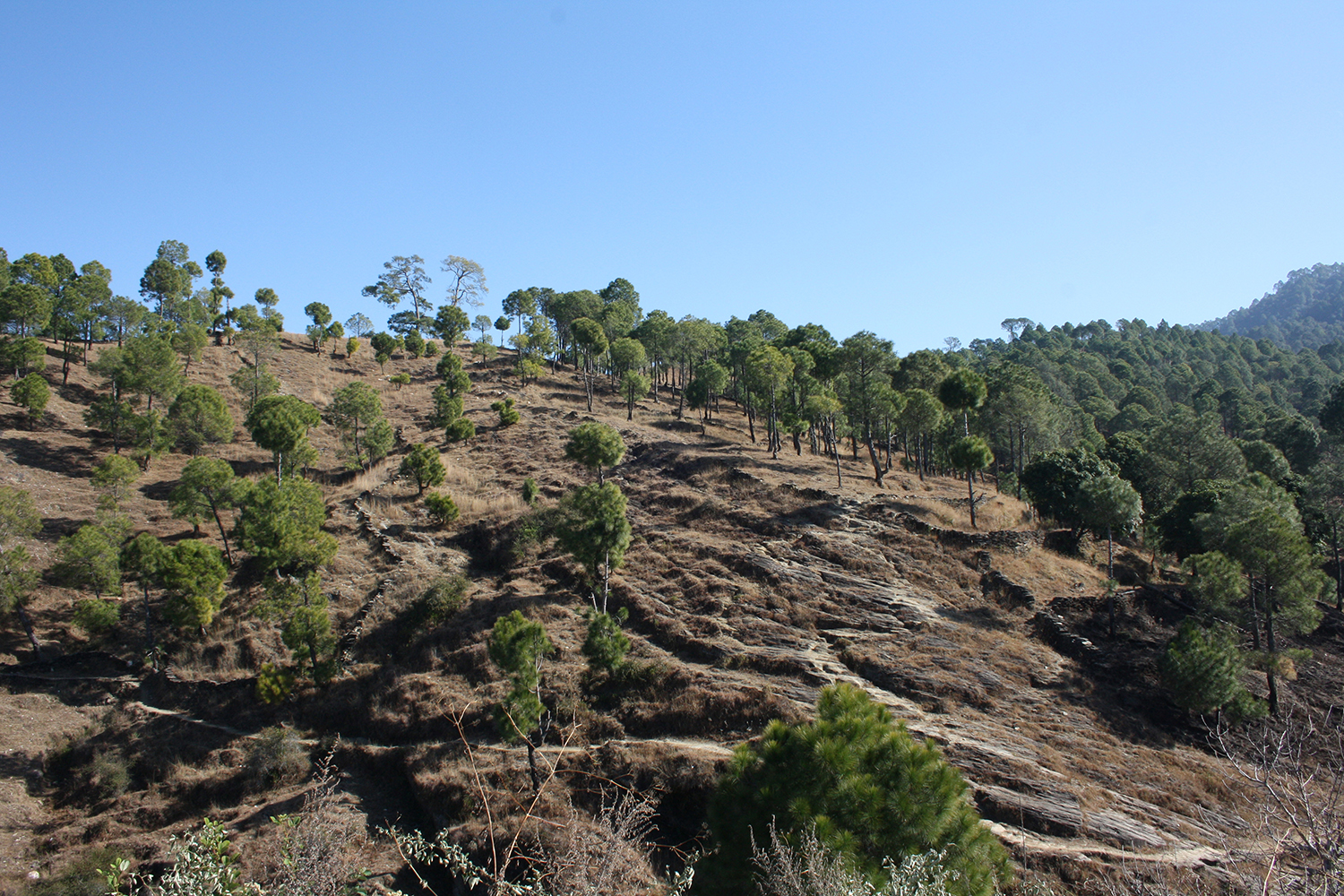 Plant More Trees - Devtara Foundation